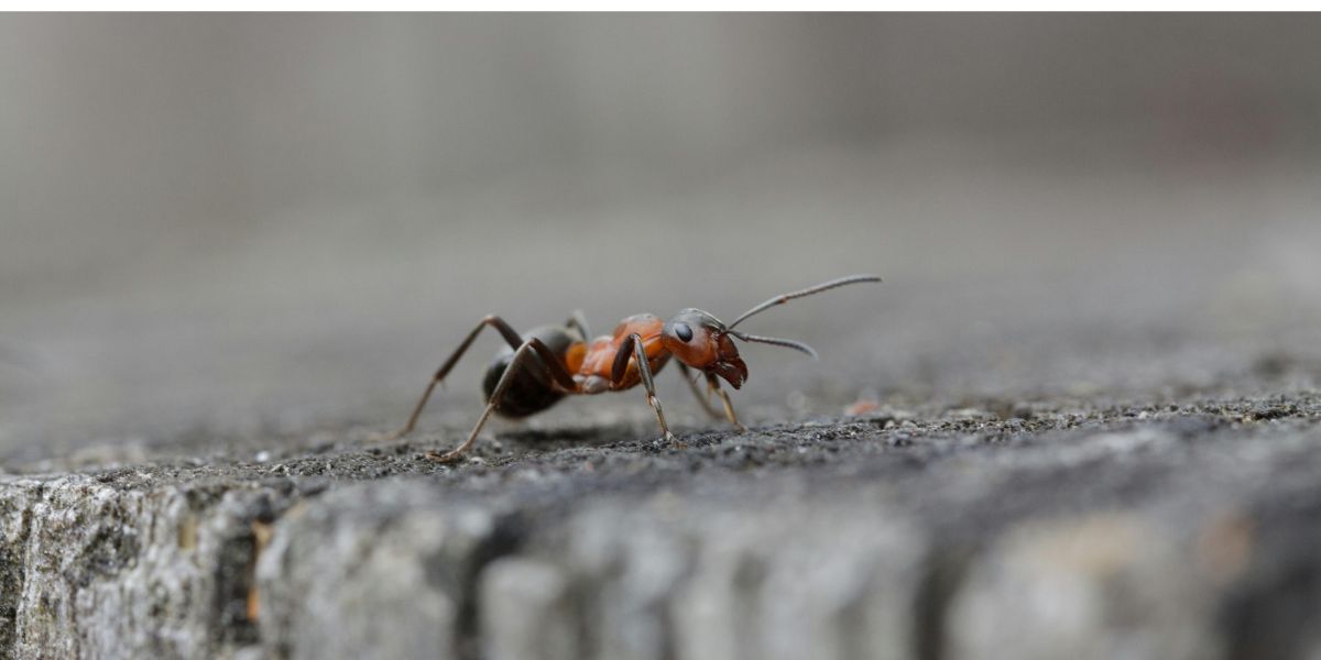 Home - Quick Pest Control