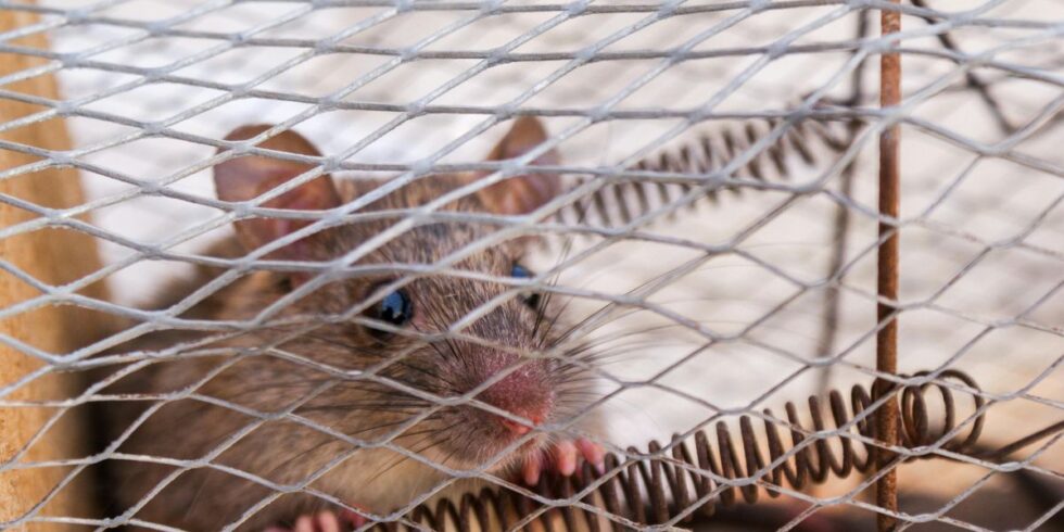 Mice Pest Control: Effective Solutions for a Mice-Free Home